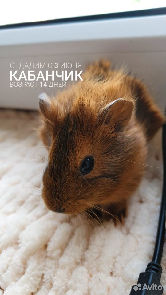 Морские свинки