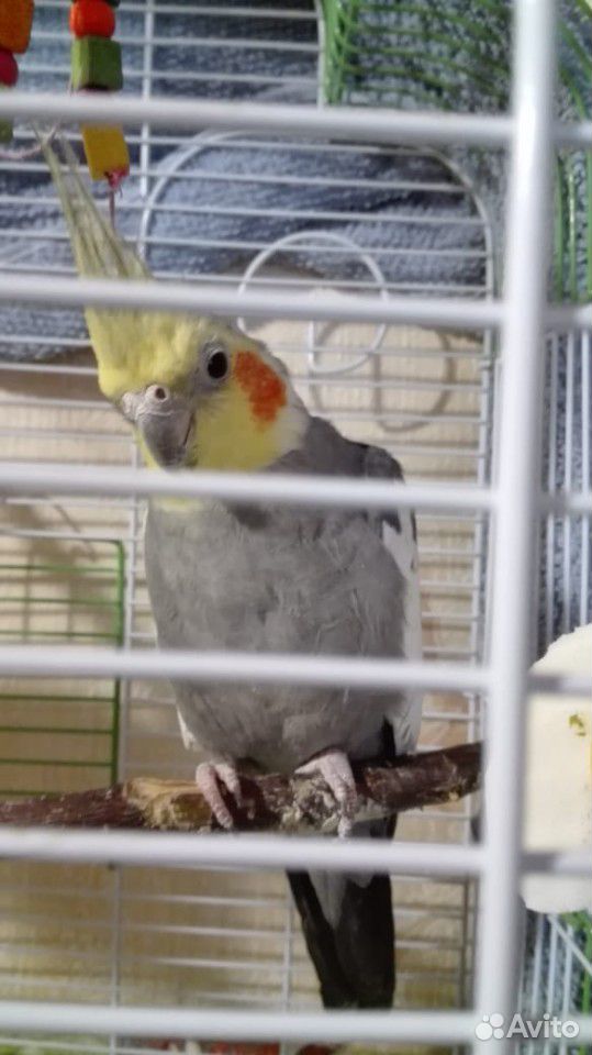 Попугай капелла, мальчик, два года