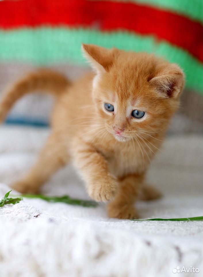 Мальчишка солнышко