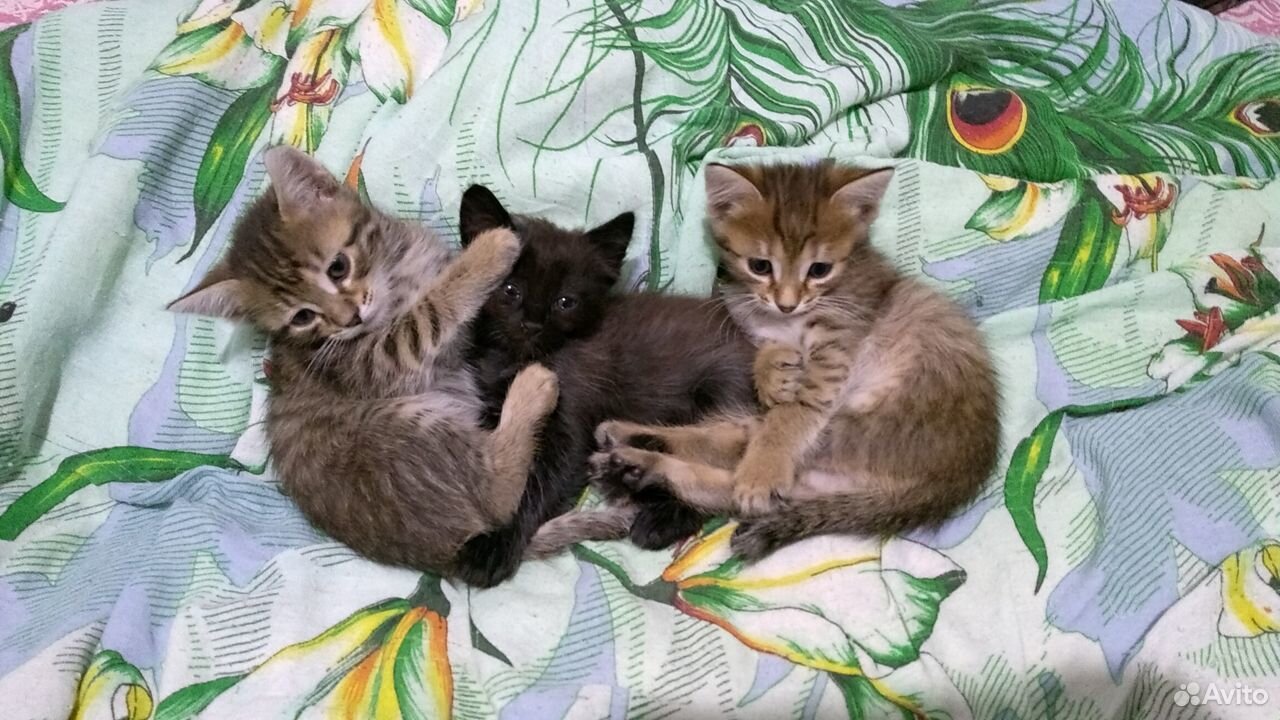 Отдам бесплатно красивых мальчиков-котят