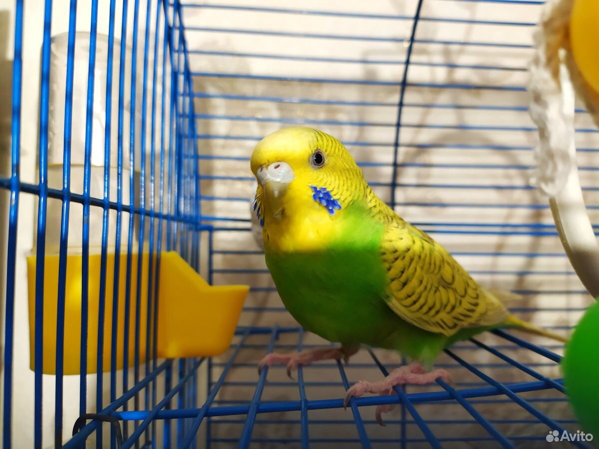 Попугай Токсик