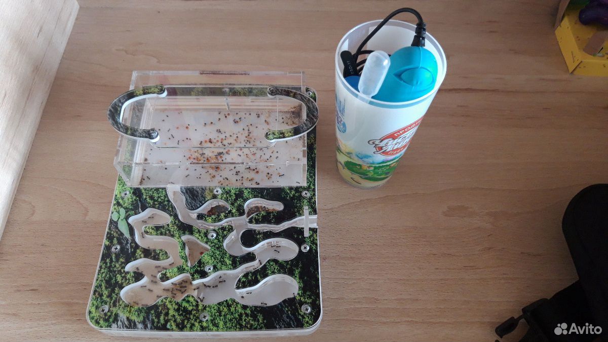 Муравьиная ферма с муравьями и аксессуарами