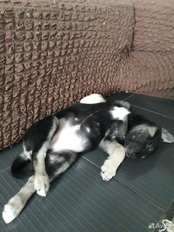 Шикарная девочка в добрый дом