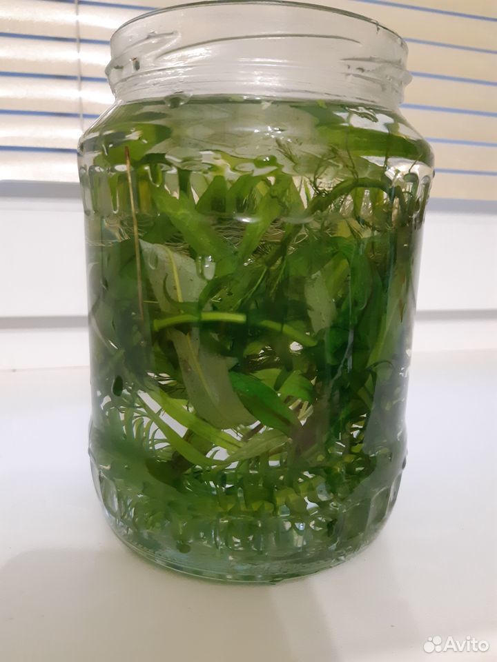 Набор аквариумных растений, ампулярии