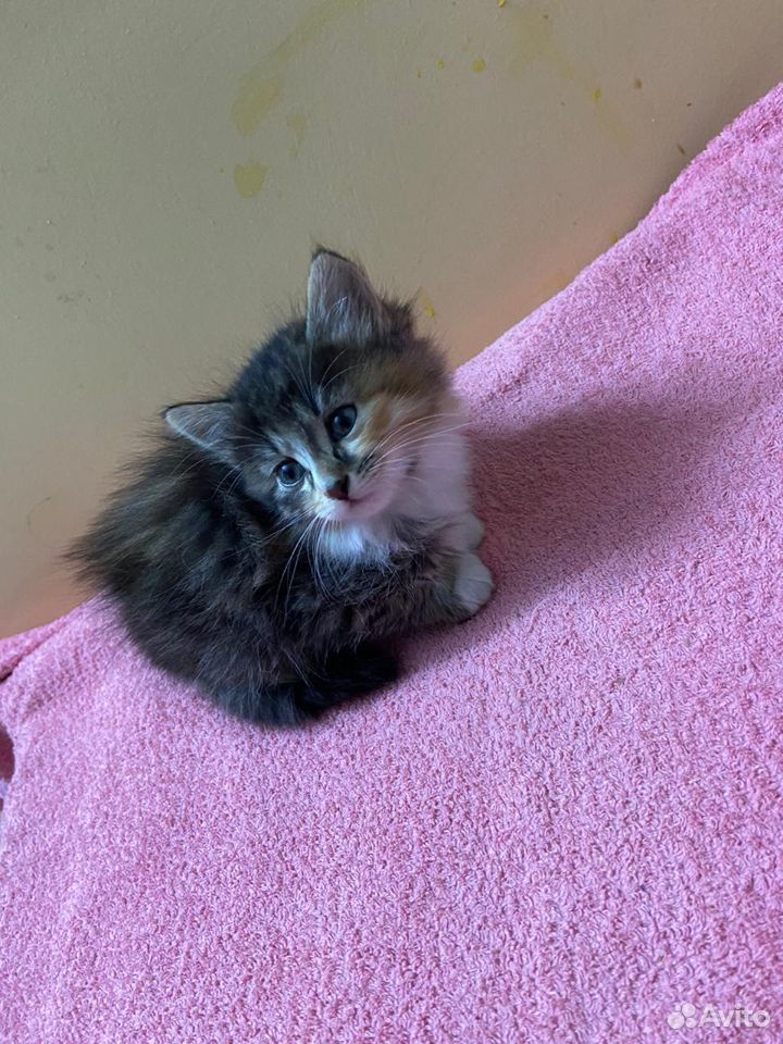 Кошечка 2 мес