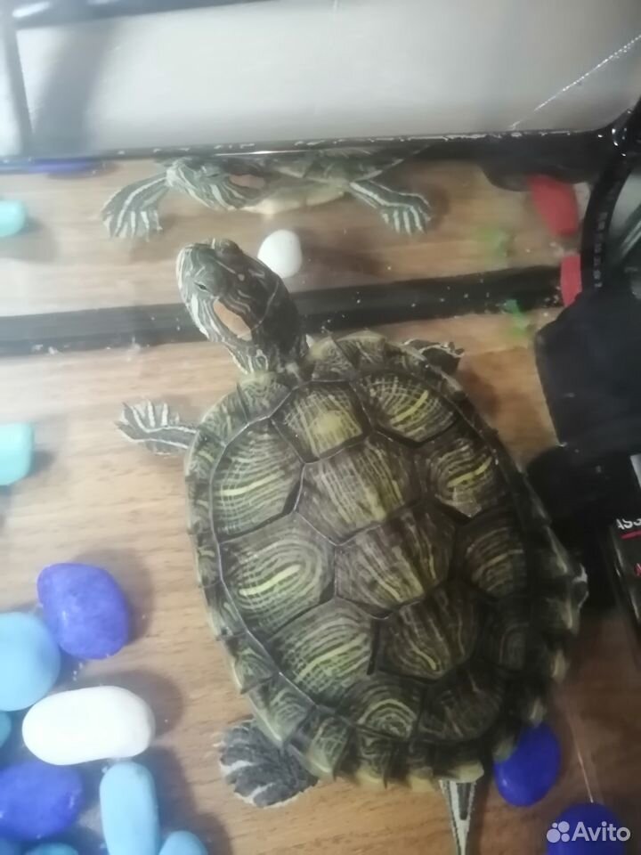 Водяные черепашки