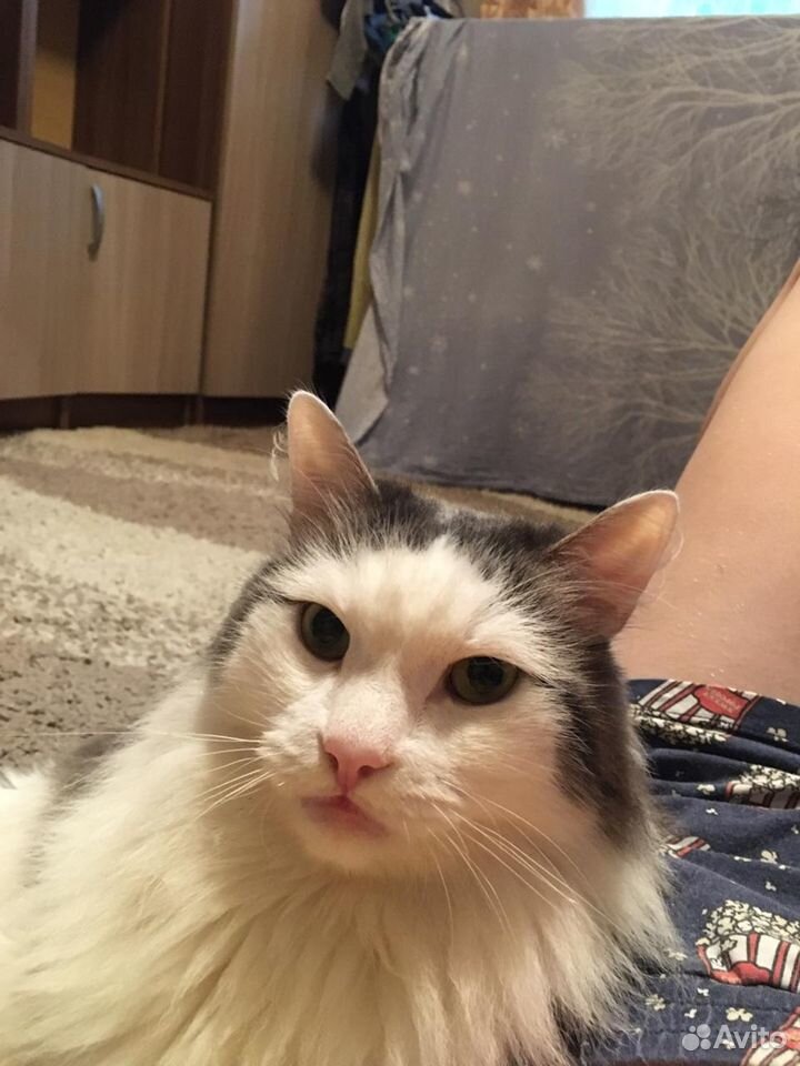 Брутальный кот Барсик желает обрести семью и дом)