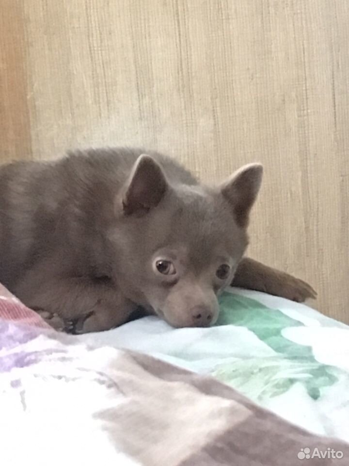 Чихуахуа (Помчи)