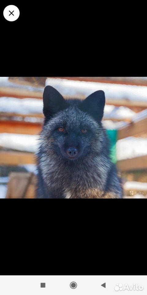 Лисята-чернобурки