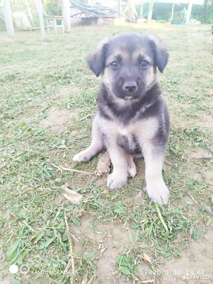 Дворовая собака смесь овчарки и лабрадора