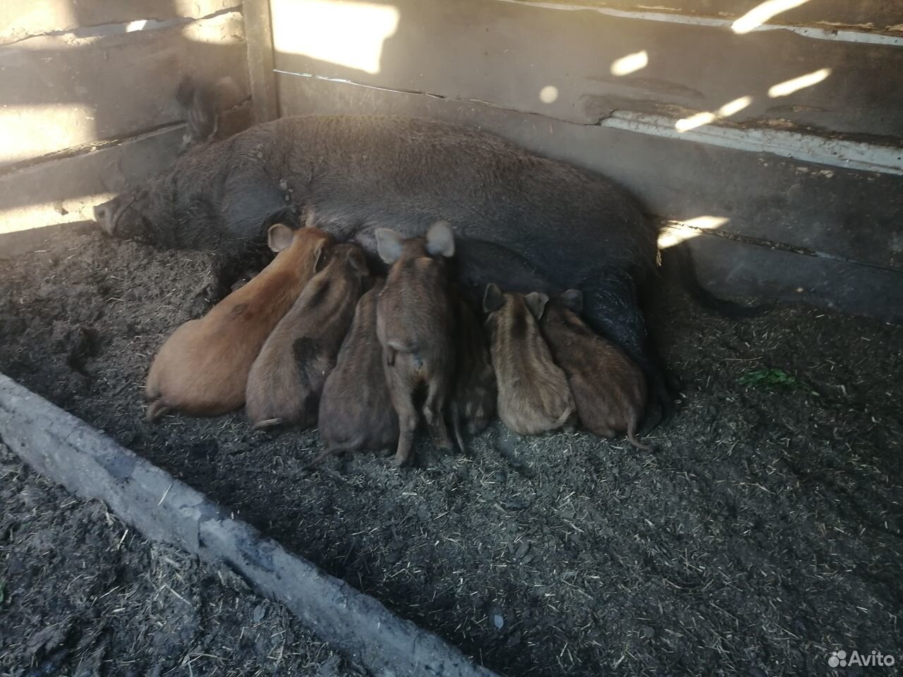 Поросята диких свиней