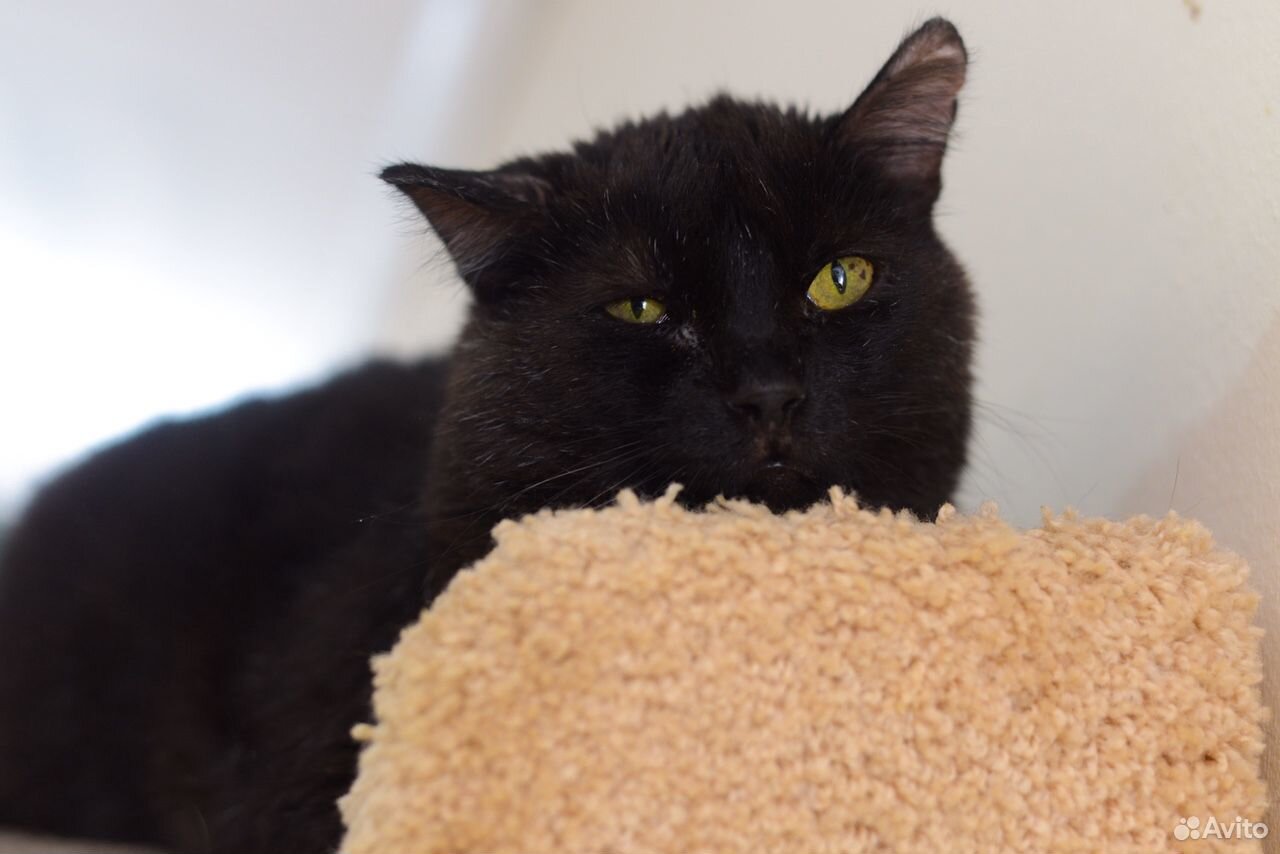 Кот бесплатно