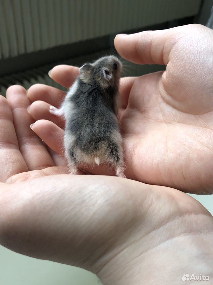 Джунгарские хомяки