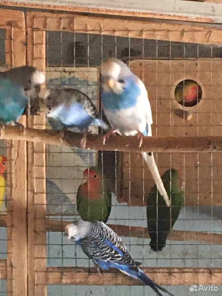 Попугаи и кенары