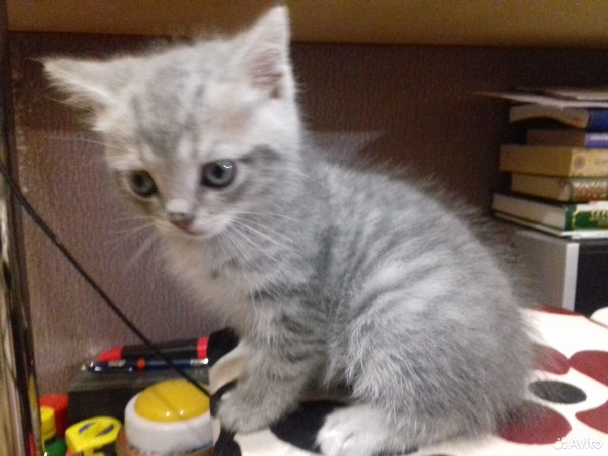 Котенок полукровка
