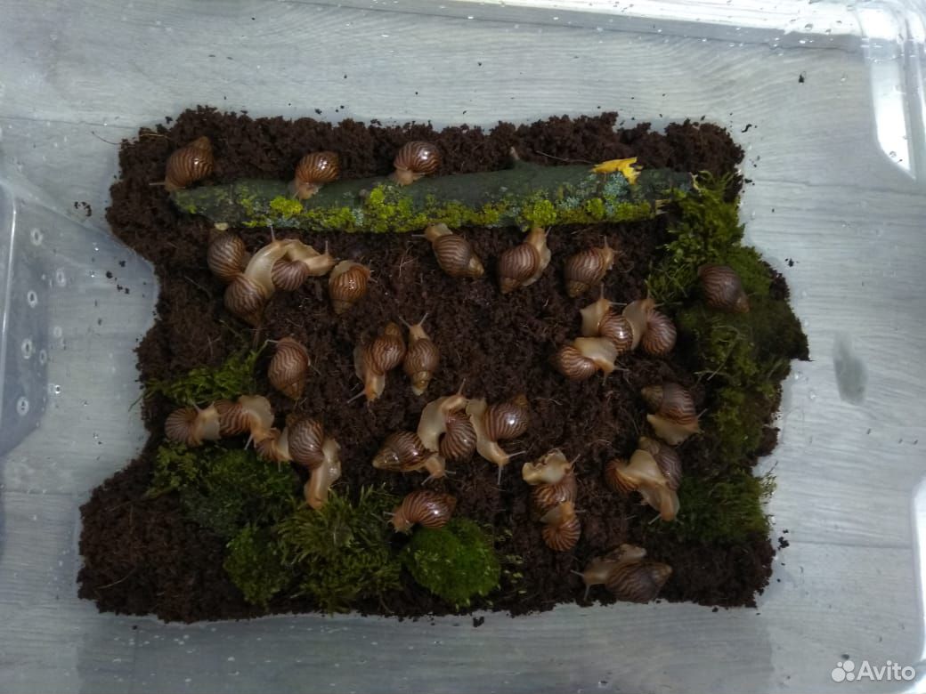 Улитки Ахатин