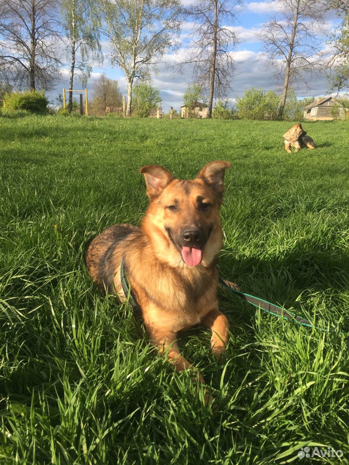 Молодой пёс Бурбон ищет дом и самых лучших родител
