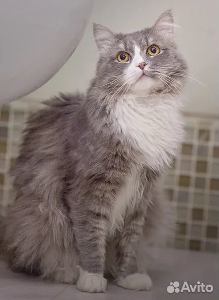 Состоятельный кото-мужчина Маркус ищет дом