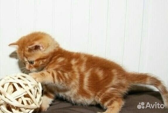 Британец красный мрамор Мартин