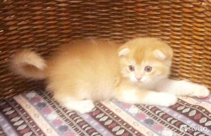 Мальчик Лучик