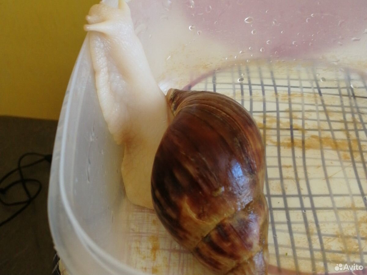 Улитка ахатин