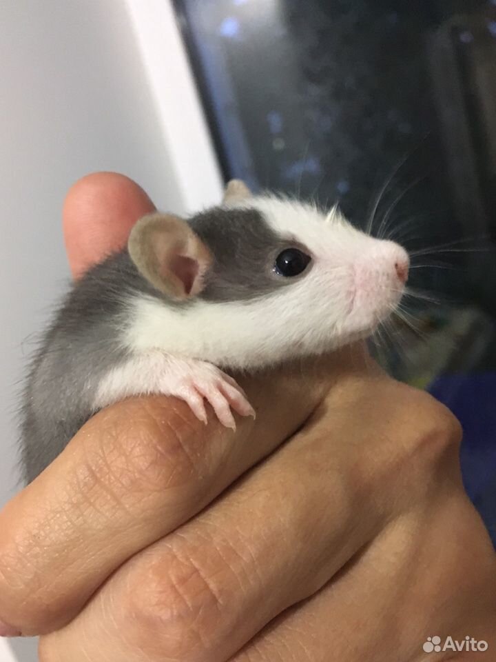 Крыса (Дамбо)