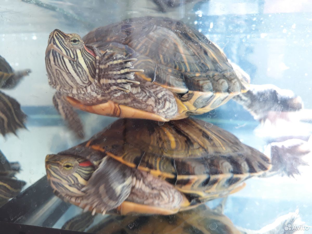 2 черепахи