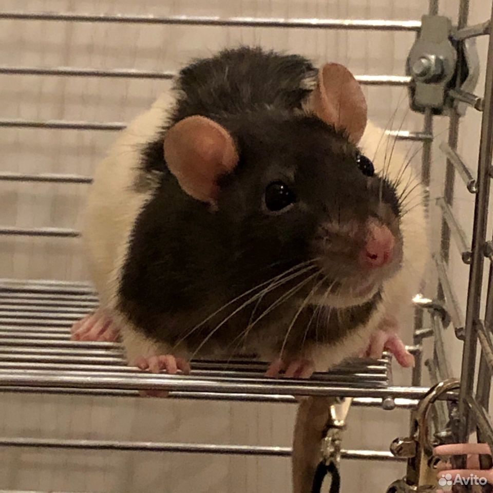 Крыска ищет дом