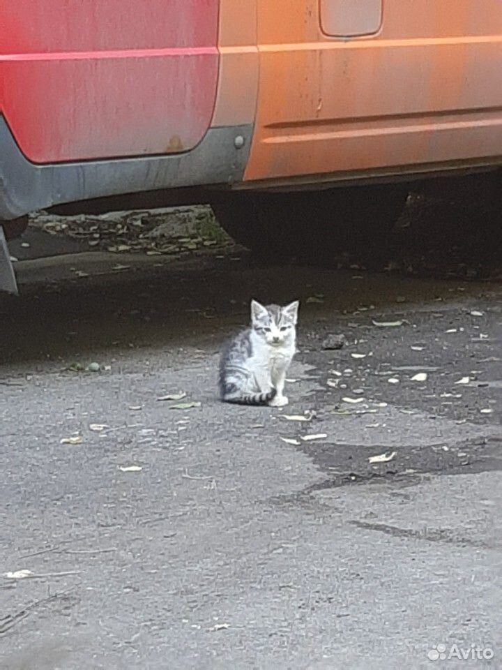 Бездомный кроха ищет дом