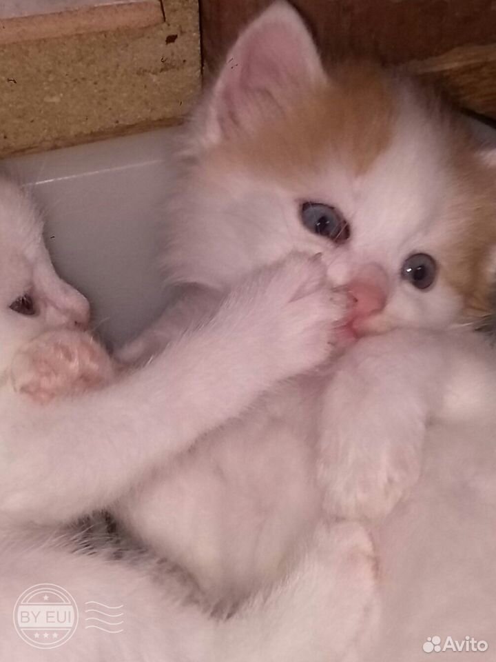 Милые пушистики ждут ваших ласковых рук