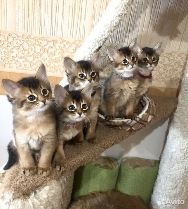 Эксклюзивный мальчишка редкой породы