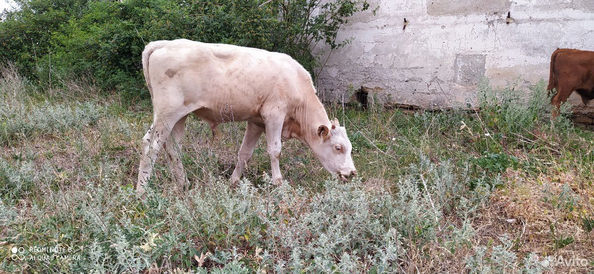 Бычки молодняк