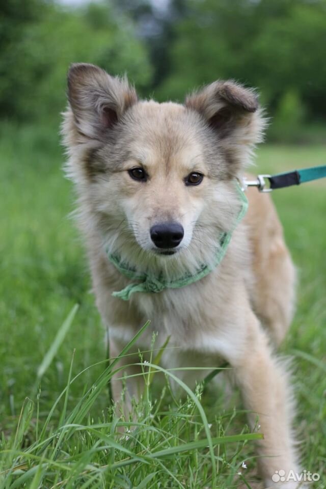 Собака инвалид Тони из приюта в дар