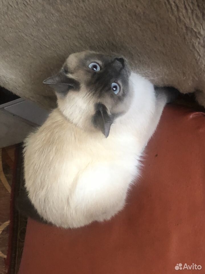 Кот
