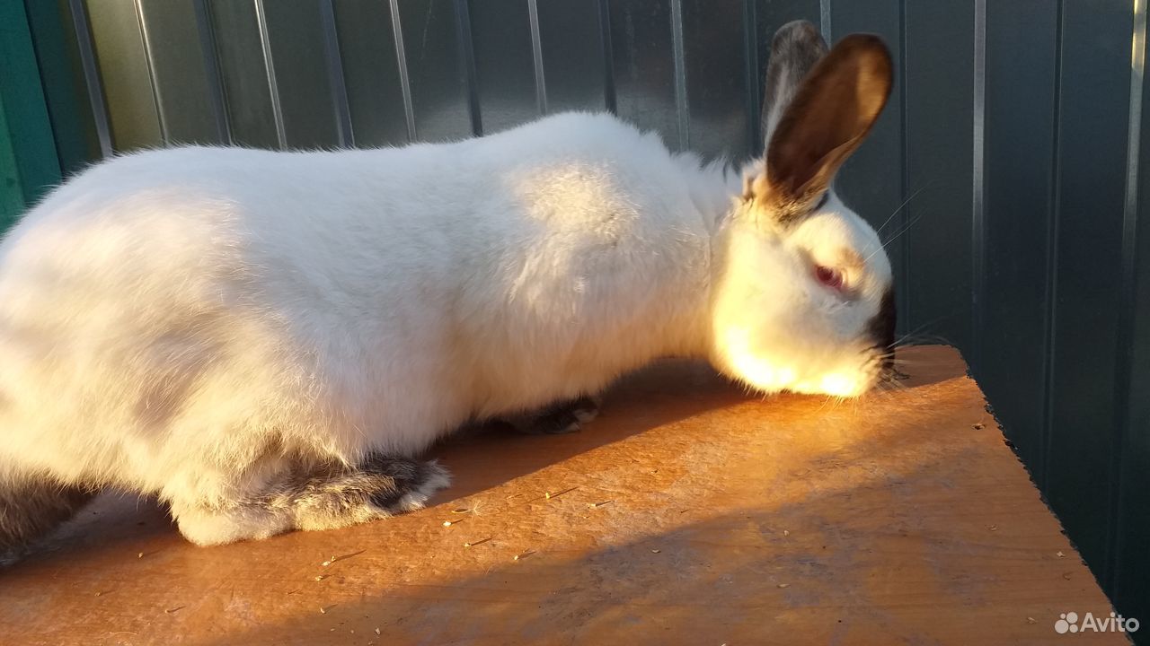 Кролики Калифорнийцы