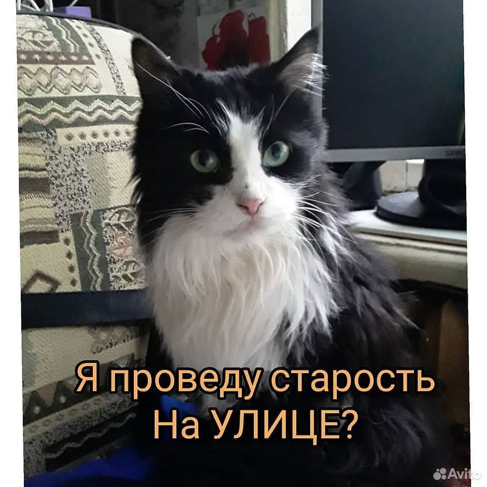 Красивый,умный возрастной кот остался без крова