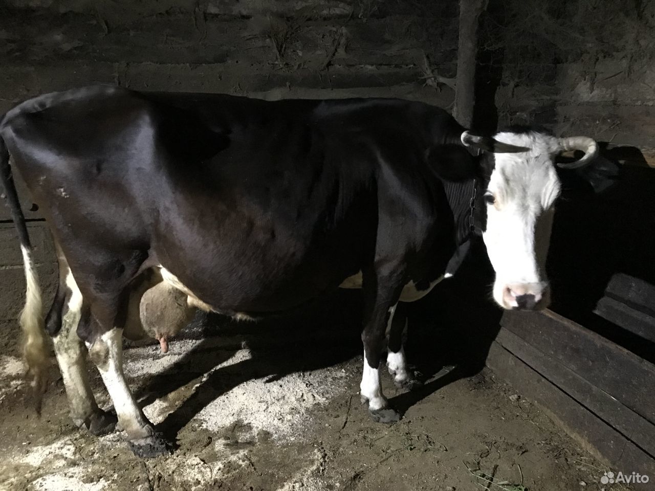 Тёлка тельная