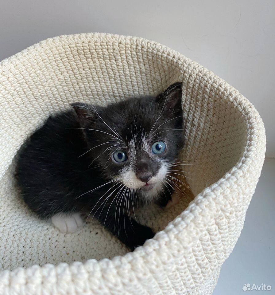 Котёнок мальчик 1.5 - 2 мес