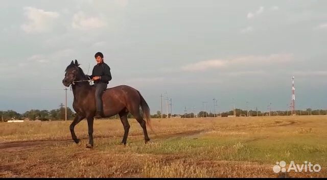 Кабыла и жеребёнок