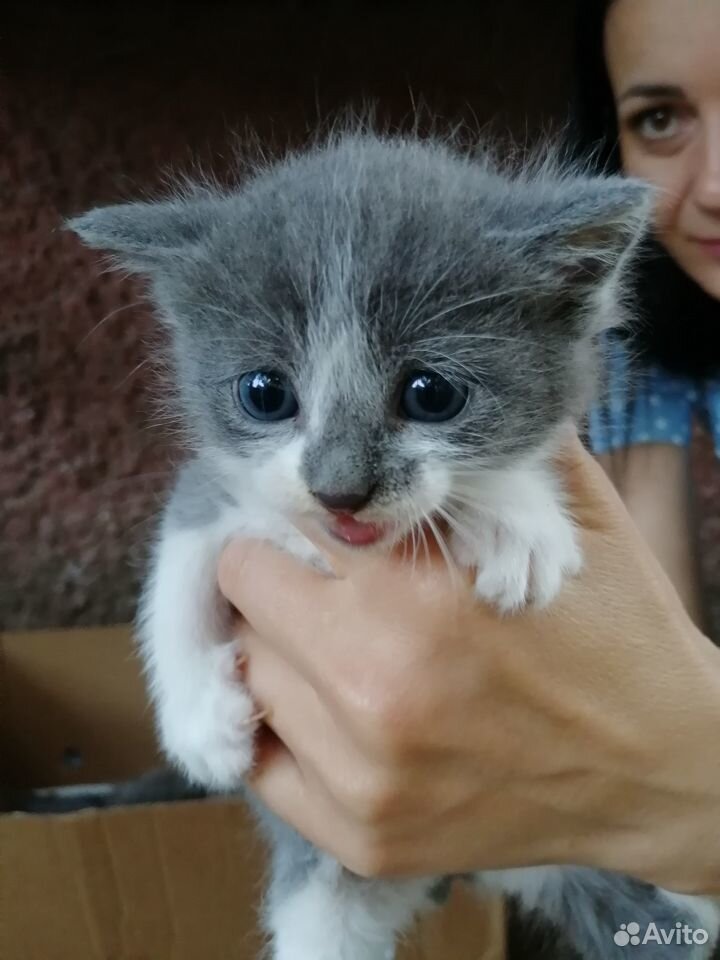 Мальчик вислоухий ищет дом