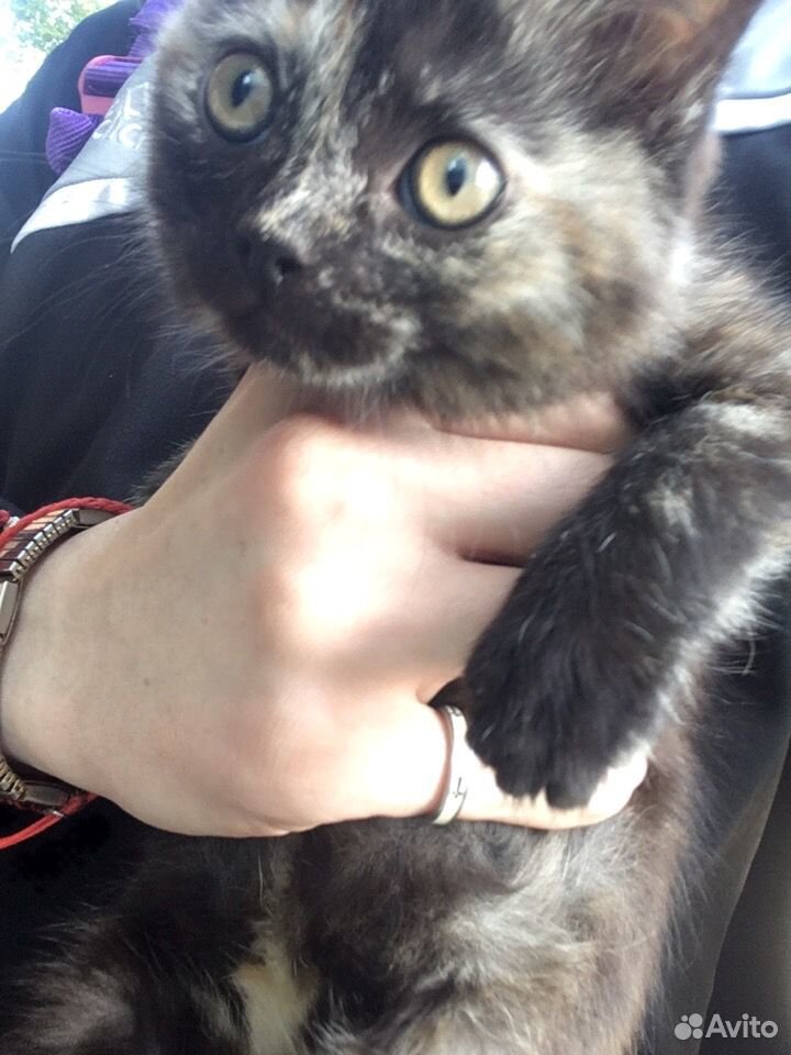 Кошка