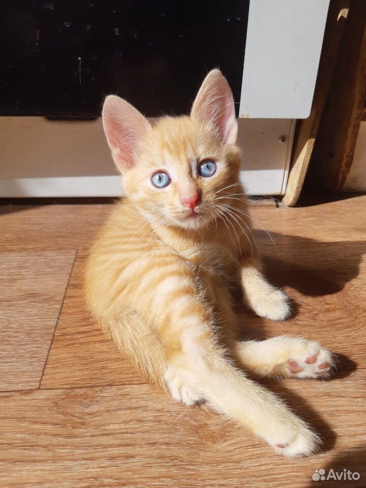 Кошка