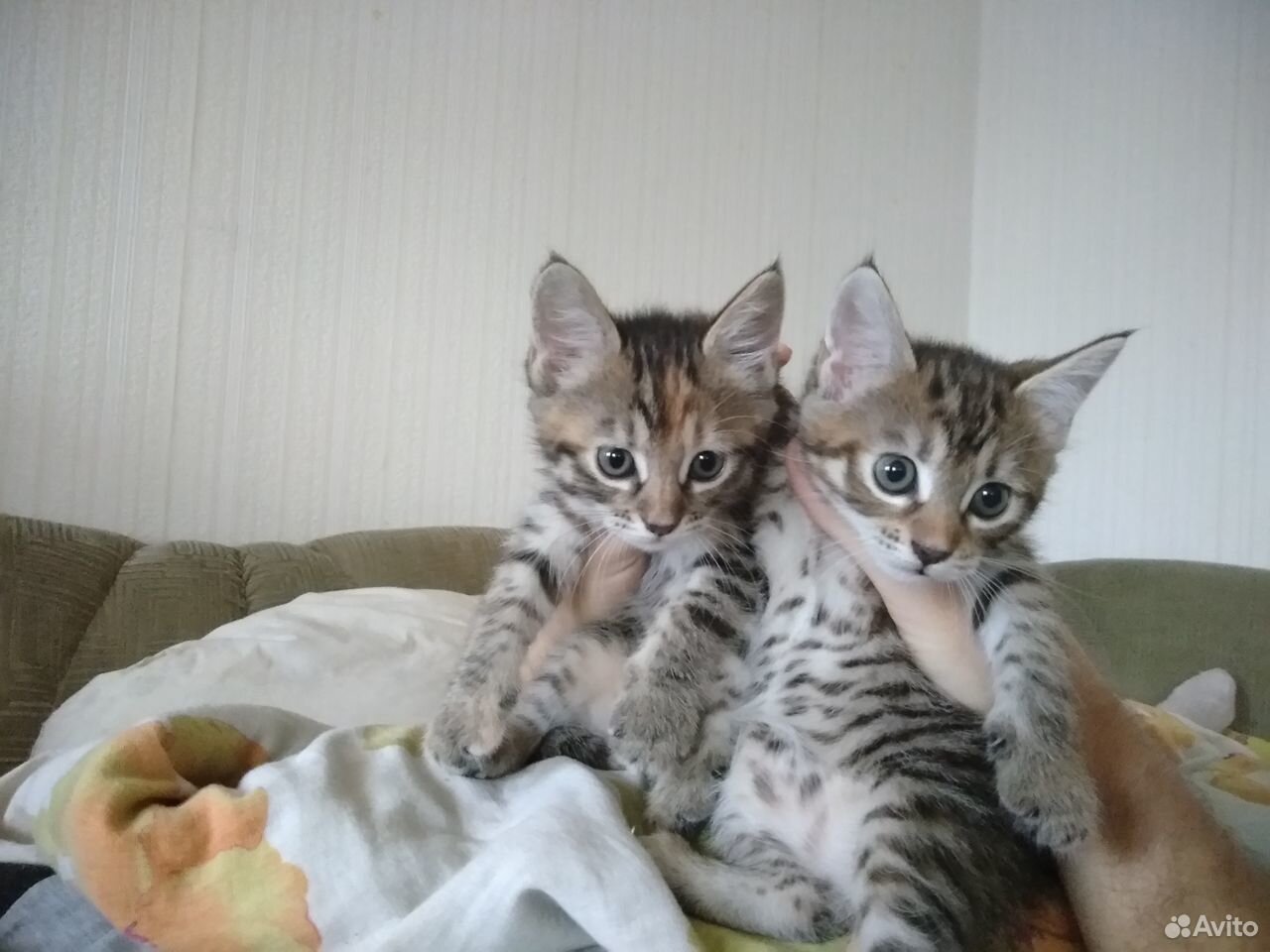 Котята (папа-мэин-кун)