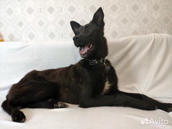 Пёс Уголёк ищет хозяина. Отдадим в хорошие руки