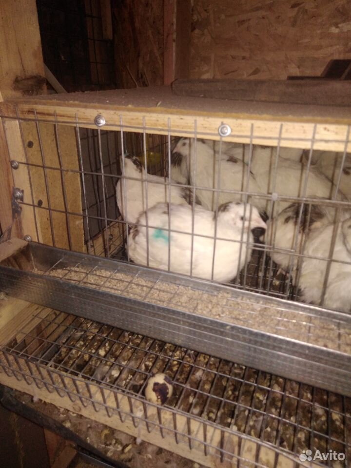 Продам несушку