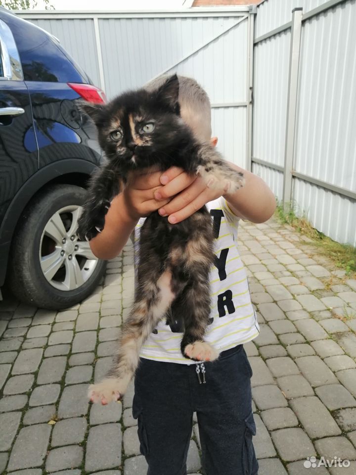 Котенок трехцветный. Отдадим в хорошие руки