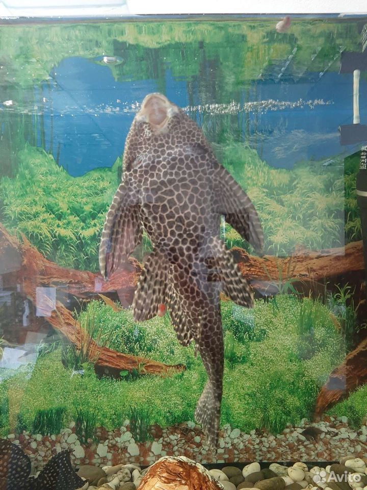 Сом парчовый