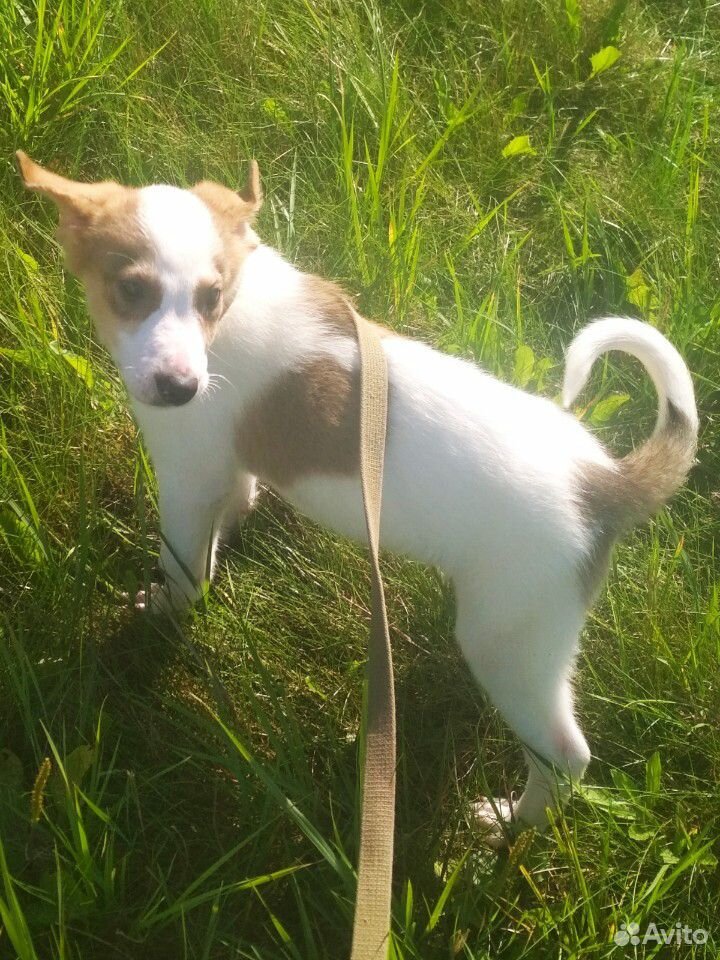 Красивый крупный мальчик 2,5 месяца