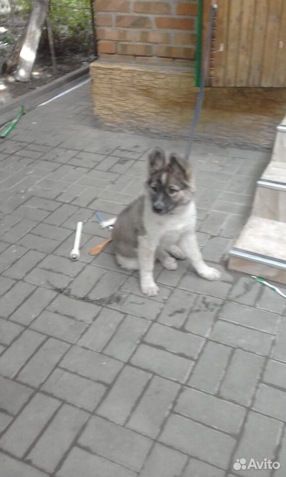 Акита