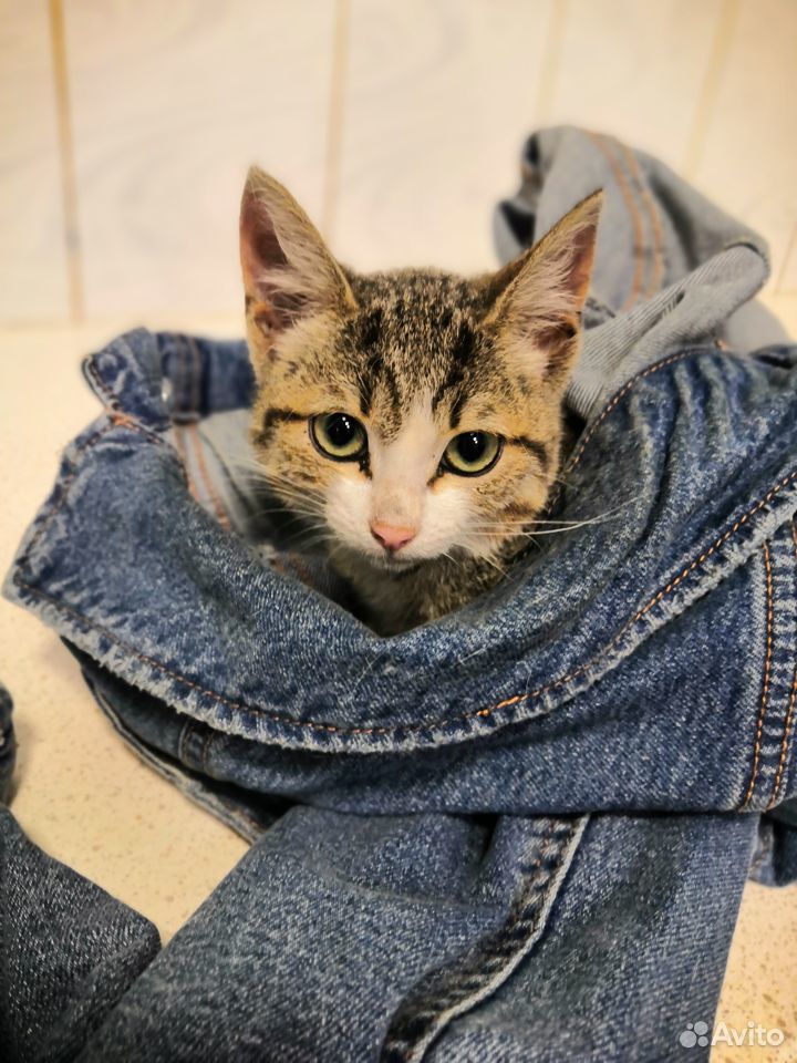 Которебенок в добрые руки